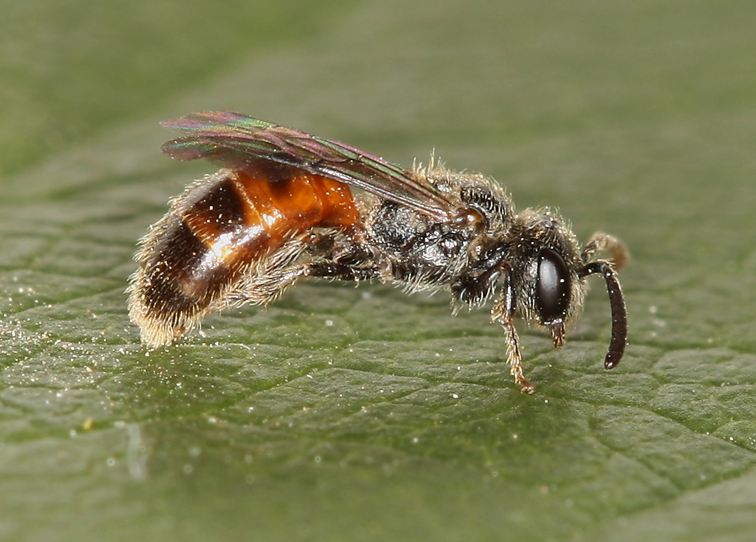 Sphecodes niger | BWARS
